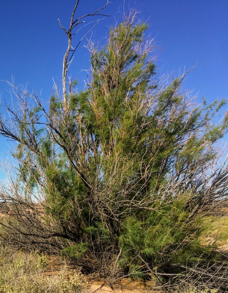 Seeing double: How combining evolutionary and ecological perspectives ...