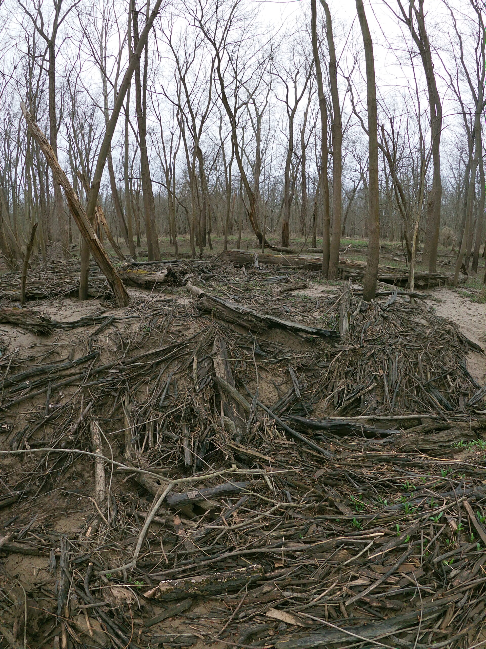 Where’d the wood go? The importance of wood in rivers and how we can ...